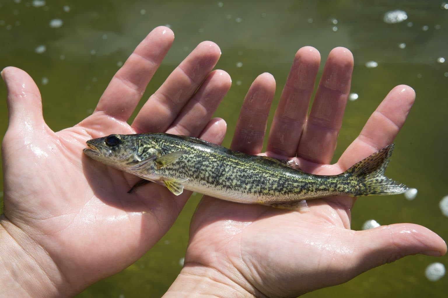 Michigan DNR releases fish restocking numbers for the state – UPword