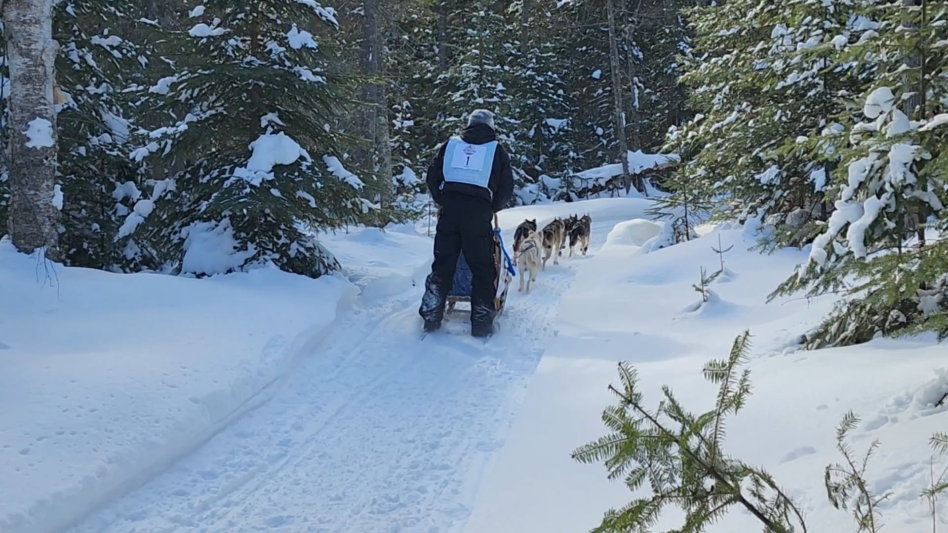 The eastern U.P.'s Hiawatha Heritage Dog Sled Race returns – UPword